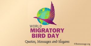 World Migratory Bird Day Quotes, Messages and Slogans