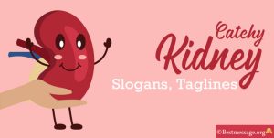 30+ Catchy Kidney Slogans and Kidney Taglines in English