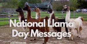 National Llama Day Messages, Llama Quotes and Captions