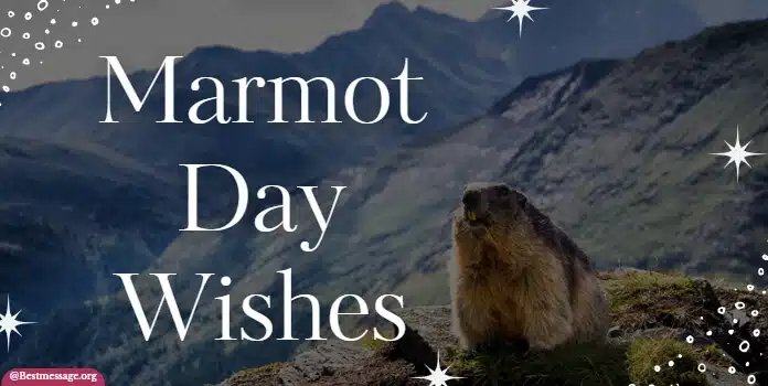Marmot Day Wishes, Messages and Marmot Quotes | Best Message