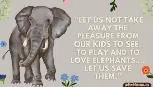 world-elephant-day-quotes | Best Message